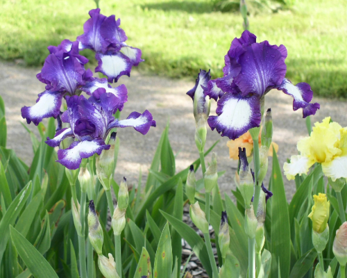 IRIS GERMANICA 'LOOP THE LOOP' | Blackford Plants